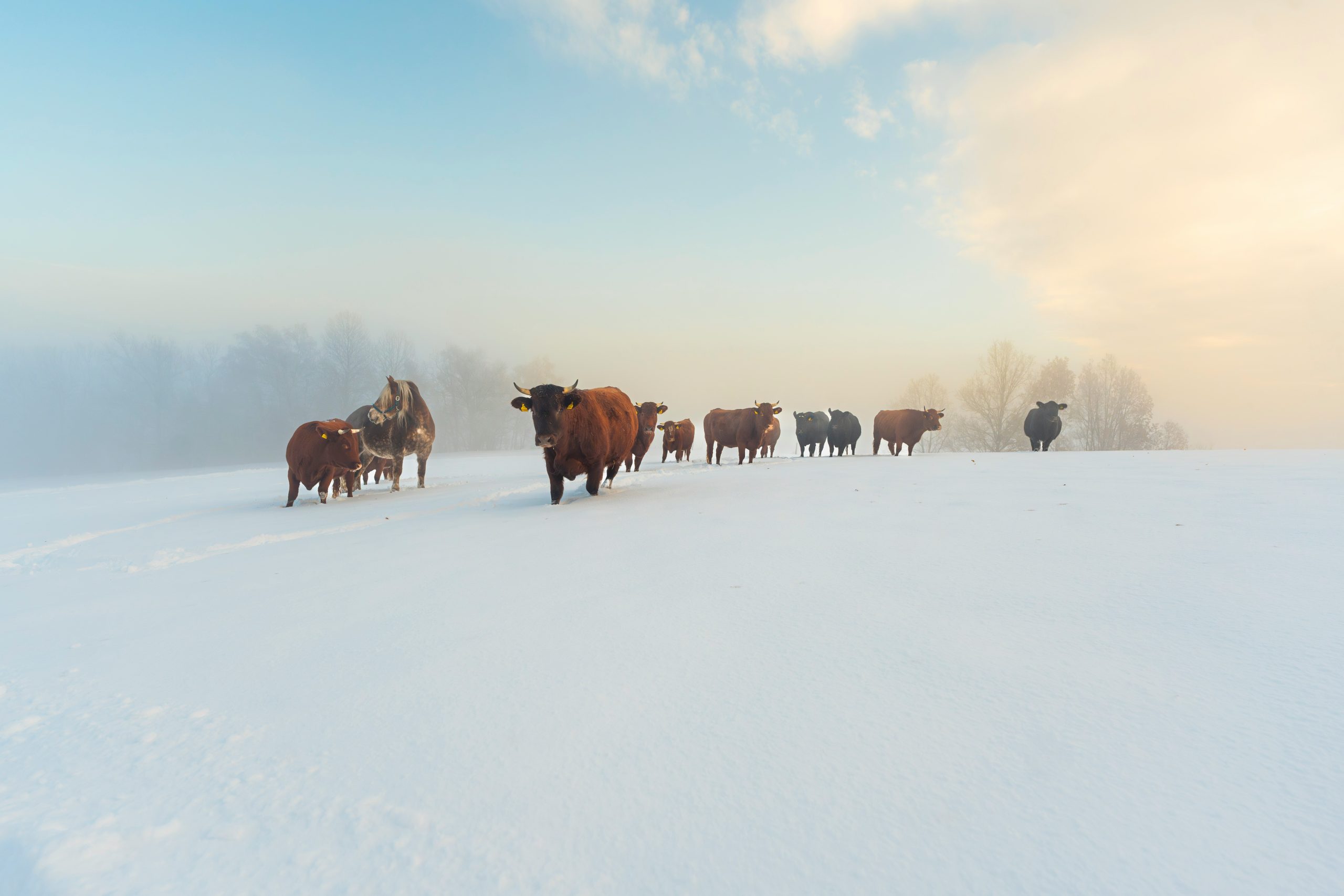 Christmas Message 2024 - Geering Surveyors